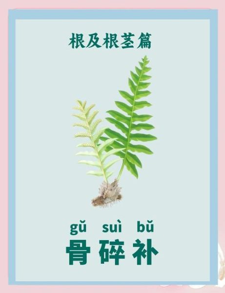 骨碎补的神奇功效有哪些_骨碎补能治什么病-第1张图片-山城妙识