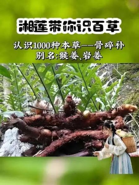 骨碎补的神奇功效有哪些_骨碎补能治什么病-第3张图片-山城妙识