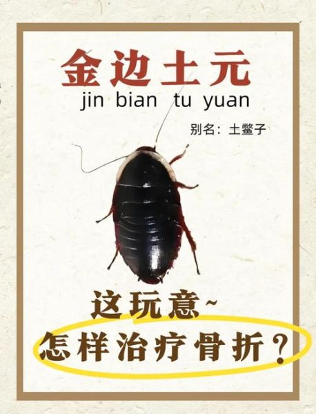 土鳖虫的功效与作用_土鳖虫怎么吃效果最好-第2张图片-山城妙识