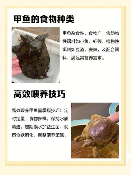 甲鱼吃什么饲料_甲鱼饲料怎么选-第3张图片-山城妙识
