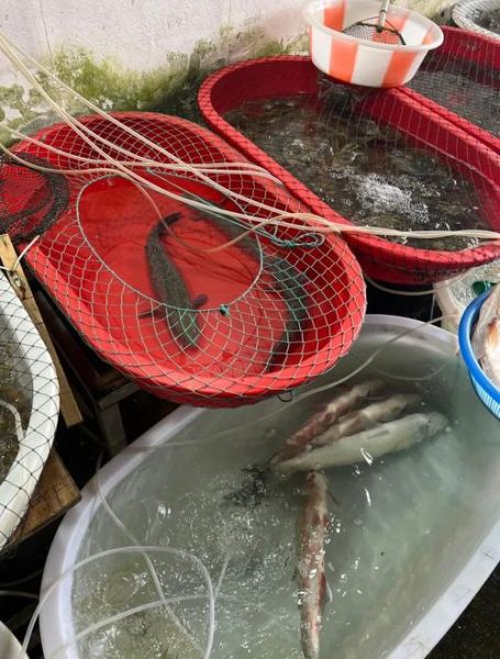 太湖蟹多少钱一斤_太湖蟹价格走势-第2张图片-山城妙识 太湖蟹多少钱一斤_太湖蟹价格走势-第2张图片-山城妙识