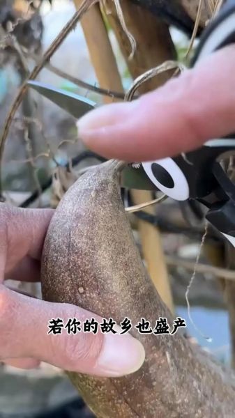 咽炎怎么根治_老丝瓜真的有用吗-第1张图片-山城妙识