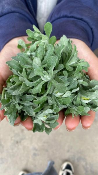 清明果的草叫什么名字_清明果用什么草做才正宗-第1张图片-山城妙识 清明果的草叫什么名字_清明果用什么草做才正宗-第1张图片-山城妙识