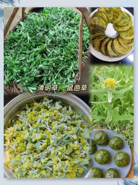 清明果的草叫什么名字_清明果用什么草做才正宗-第2张图片-山城妙识 清明果的草叫什么名字_清明果用什么草做才正宗-第2张图片-山城妙识