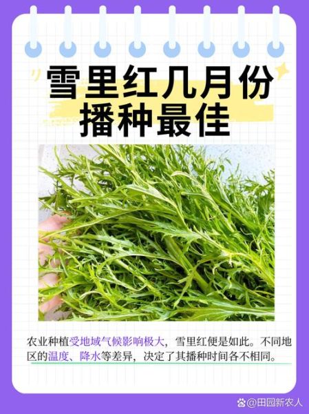 雪里红什么时候种_雪里红种植最佳时间-第1张图片-山城妙识