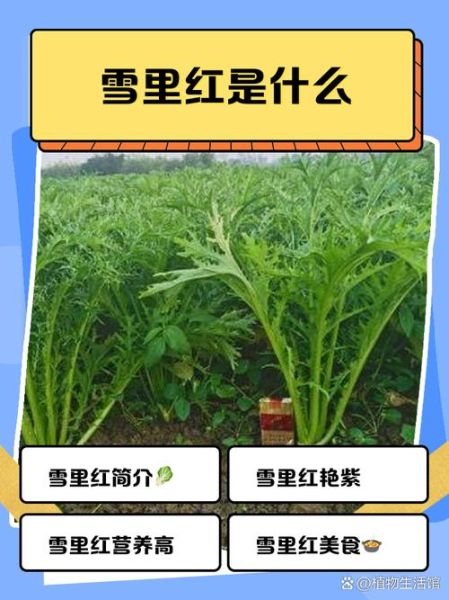雪里红什么时候种_雪里红种植最佳时间-第3张图片-山城妙识