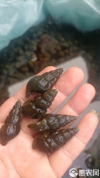 淡水螺的种类有哪些_如何区分常见淡水螺-第3张图片-山城妙识
