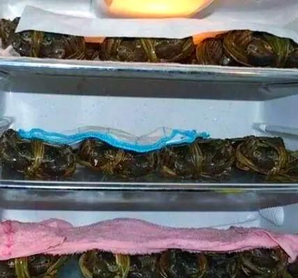 活螃蟹放冰箱冷藏会死吗_冷藏螃蟹能活多久-第2张图片-山城妙识