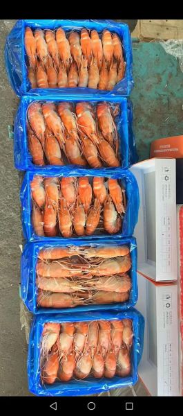 罗氏沼虾多少钱一斤_罗氏沼虾价格为什么波动大-第2张图片-山城妙识