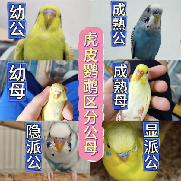 虎皮鹦鹉公母分辨图_如何准确判断-第2张图片-山城妙识
