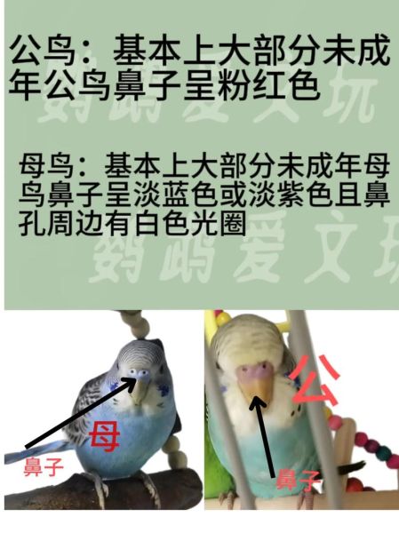 虎皮鹦鹉公母分辨图_如何准确判断-第3张图片-山城妙识