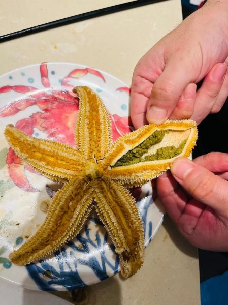 海星可以吃吗_海星怎么吃才安全-第3张图片-山城妙识