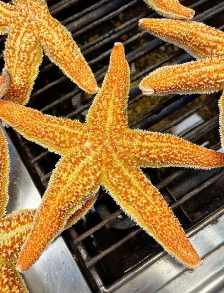 海星可以吃吗_海星怎么吃才安全-第2张图片-山城妙识