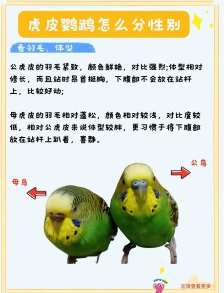 虎皮鹦鹉公母分辨图_如何准确判断-第1张图片-山城妙识