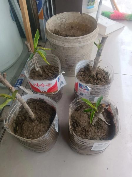 桃子核怎么种才会发芽_桃子种子发芽最快方法-第3张图片-山城妙识 桃子核怎么种才会发芽_桃子种子发芽最快方法-第3张图片-山城妙识