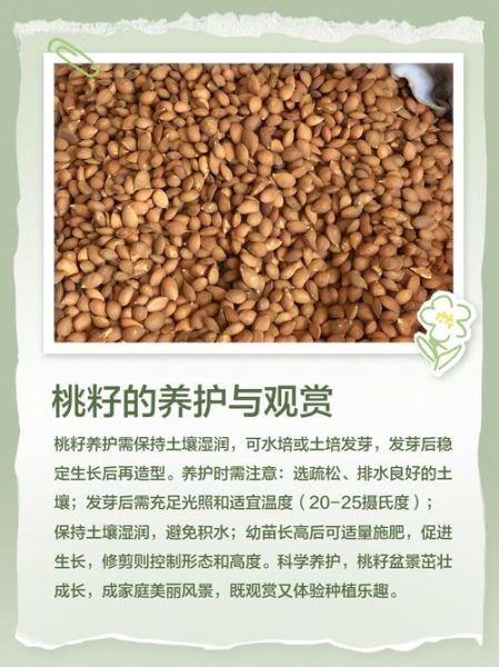 桃子核怎么种才会发芽_桃子种子发芽最快方法-第2张图片-山城妙识 桃子核怎么种才会发芽_桃子种子发芽最快方法-第2张图片-山城妙识