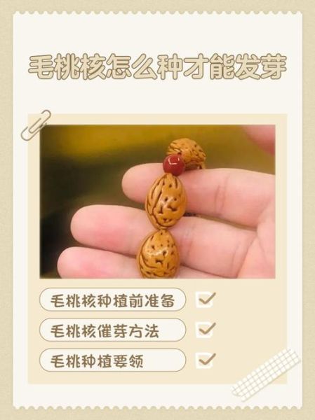 桃子核怎么种才会发芽_桃子种子发芽最快方法-第1张图片-山城妙识 桃子核怎么种才会发芽_桃子种子发芽最快方法-第1张图片-山城妙识