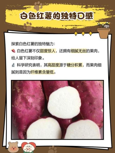 白薯长什么样_白薯和红薯的区别-第2张图片-山城妙识 白薯长什么样_白薯和红薯的区别-第2张图片-山城妙识