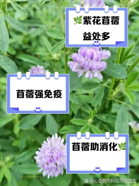 苜蓿草的功效与作用_苜蓿草怎么吃最好-第1张图片-山城妙识 苜蓿草的功效与作用_苜蓿草怎么吃最好-第1张图片-山城妙识