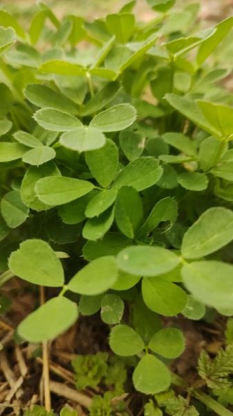 苜蓿草的功效与作用_苜蓿草怎么吃最好-第2张图片-山城妙识 苜蓿草的功效与作用_苜蓿草怎么吃最好-第2张图片-山城妙识