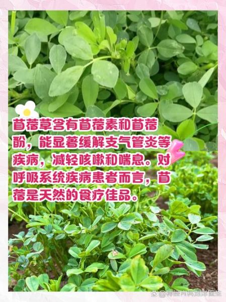 苜蓿草的功效与作用_苜蓿草怎么吃最好-第3张图片-山城妙识 苜蓿草的功效与作用_苜蓿草怎么吃最好-第3张图片-山城妙识