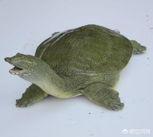 杀甲鱼视频全过程_甲鱼怎么处理干净-第2张图片-山城妙识 杀甲鱼视频全过程_甲鱼怎么处理干净-第2张图片-山城妙识