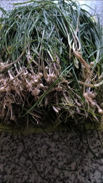 荞头图片_荞头的作用与功效有哪些-第3张图片-山城妙识 荞头图片_荞头的作用与功效有哪些-第3张图片-山城妙识