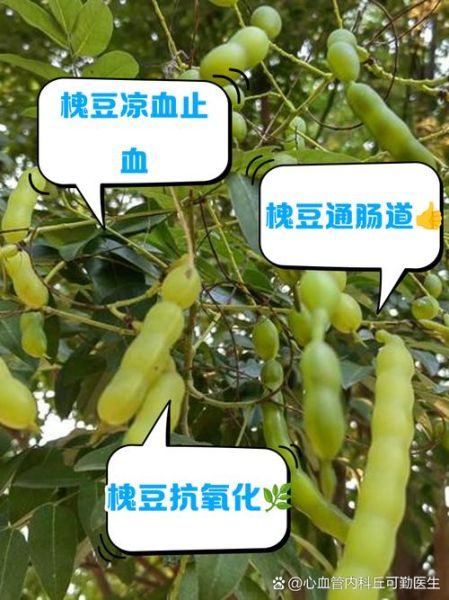 槐豆角治痔疮的用法_槐豆角怎么用效果最好-第1张图片-山城妙识