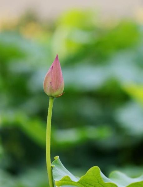 夏季风景哪里最美_如何拍出夏日大片-第2张图片-山城妙识