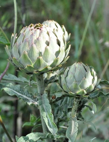 洋蓟怎么挑选_洋蓟怎么吃最营养-第2张图片-山城妙识