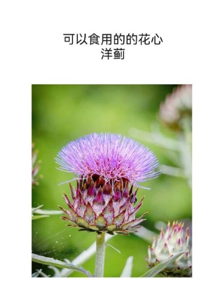 洋蓟怎么挑选_洋蓟怎么吃最营养-第1张图片-山城妙识