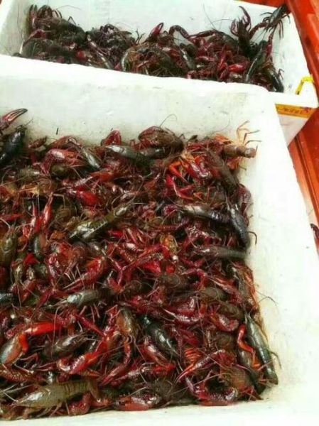 澳洲淡水龙虾多少钱一斤_2024最新批发价-第2张图片-山城妙识