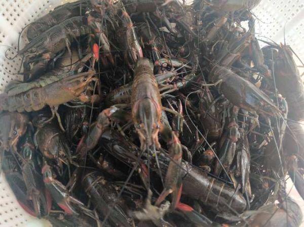 澳洲淡水龙虾多少钱一斤_2024最新批发价-第3张图片-山城妙识