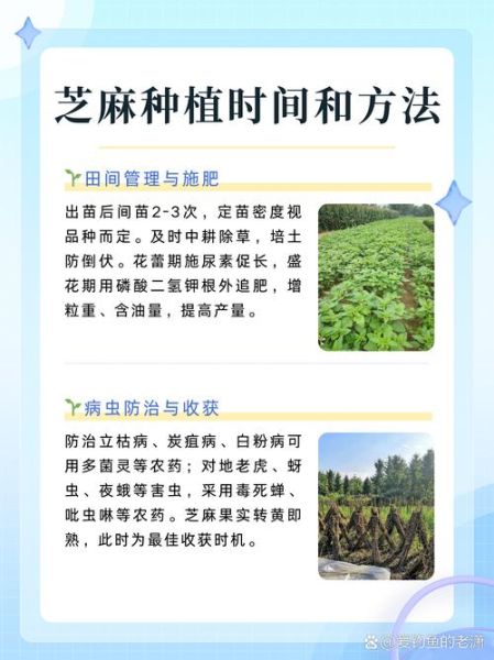芝麻菜怎么种_芝麻菜种植时间和方法-第3张图片-山城妙识 芝麻菜怎么种_芝麻菜种植时间和方法-第3张图片-山城妙识