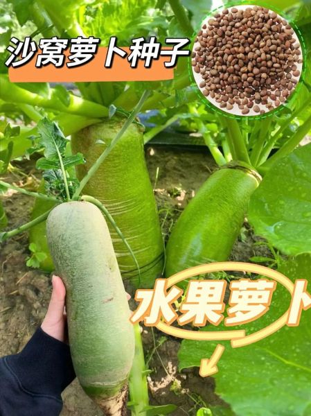 沙窝萝卜什么时候种植_沙窝萝卜种植技术与管理-第2张图片-山城妙识
