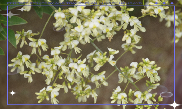 国槐花图片_国槐花与洋槐区别-第3张图片-山城妙识 国槐花图片_国槐花与洋槐区别-第3张图片-山城妙识