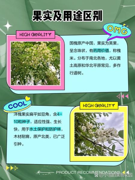 国槐花图片_国槐花与洋槐区别-第1张图片-山城妙识 国槐花图片_国槐花与洋槐区别-第1张图片-山城妙识