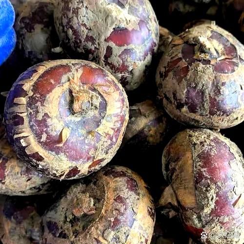 山荸荠的功效与作用_山荸荠怎么吃效果最好-第3张图片-山城妙识