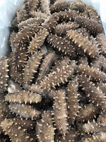 即食海参开袋就能吃吗_即食海参怎么吃才安全-第1张图片-山城妙识 即食海参开袋就能吃吗_即食海参怎么吃才安全-第1张图片-山城妙识