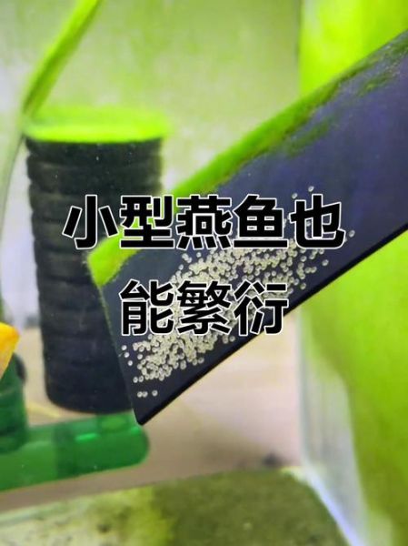 燕鱼繁殖正确方法_燕鱼繁殖失败原因-第2张图片-山城妙识 燕鱼繁殖正确方法_燕鱼繁殖失败原因-第2张图片-山城妙识