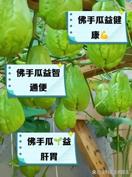 佛手瓜不能和什么一起吃_佛手瓜禁忌人群有哪些-第3张图片-山城妙识