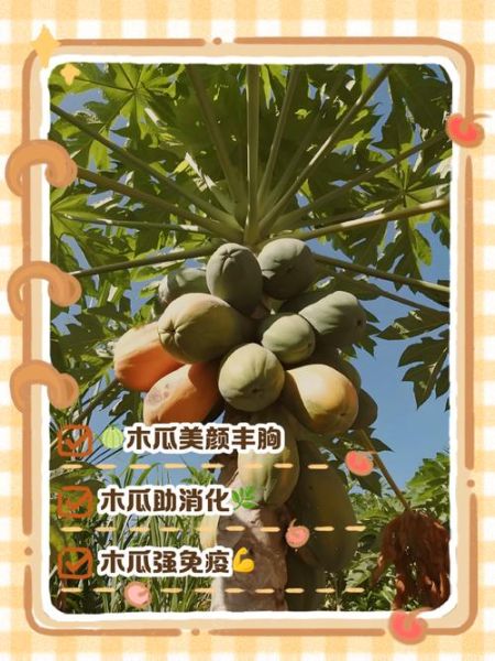每天吃一个木瓜一个月后的效果_木瓜吃多久见效-第2张图片-山城妙识 每天吃一个木瓜一个月后的效果_木瓜吃多久见效-第2张图片-山城妙识