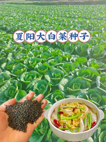 开阳白菜怎么种_开阳白菜营养价值-第2张图片-山城妙识 开阳白菜怎么种_开阳白菜营养价值-第2张图片-山城妙识