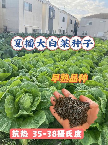 开阳白菜怎么种_开阳白菜营养价值-第1张图片-山城妙识 开阳白菜怎么种_开阳白菜营养价值-第1张图片-山城妙识