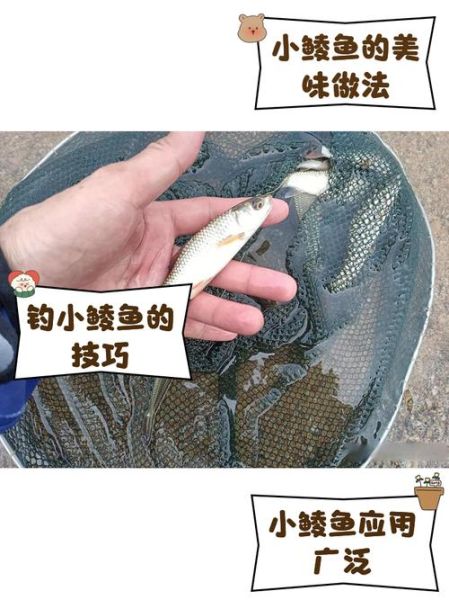 鲮鱼怎么钓最好_钓鲮鱼用什么饵料最有效-第2张图片-山城妙识