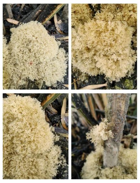 竹燕窝的功效与作用_竹燕窝的做法大全-第1张图片-山城妙识