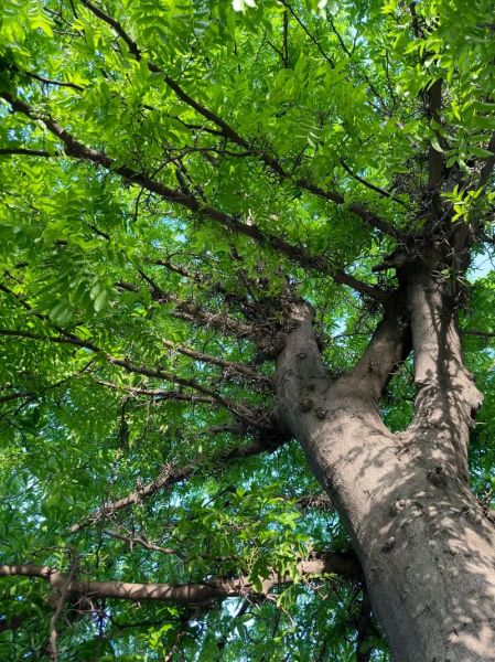 皂角树长什么样_皂角树图片特征-第1张图片-山城妙识