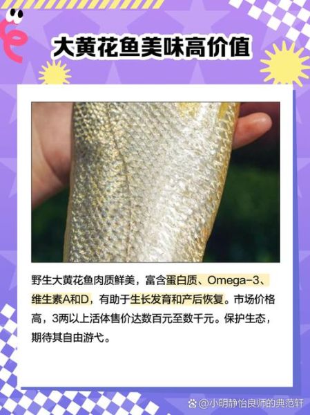 正宗野生大黄鱼多少钱一斤_如何分辨真假-第3张图片-山城妙识 正宗野生大黄鱼多少钱一斤_如何分辨真假-第3张图片-山城妙识