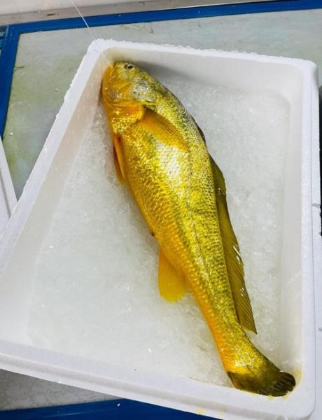正宗野生大黄鱼多少钱一斤_如何分辨真假-第2张图片-山城妙识 正宗野生大黄鱼多少钱一斤_如何分辨真假-第2张图片-山城妙识