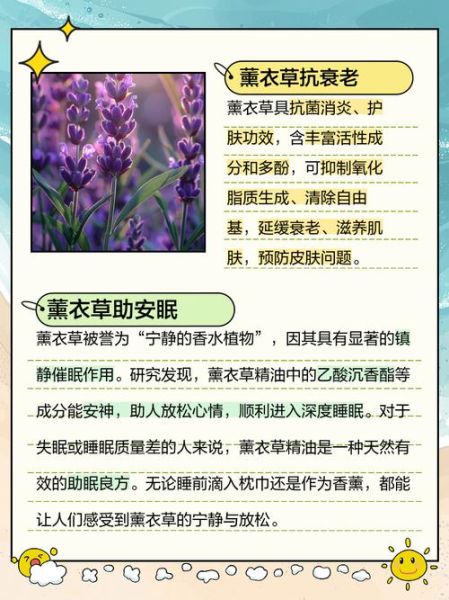 薰衣草怎么养_薰衣草的功效与作用-第1张图片-山城妙识